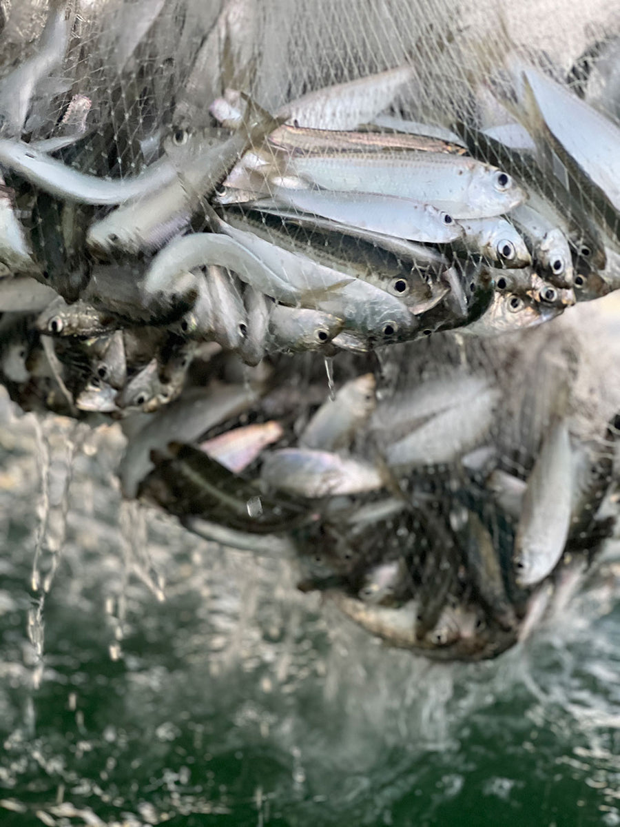 How Cast Nets Can Improve Your Fishing Success – LiveBait.com