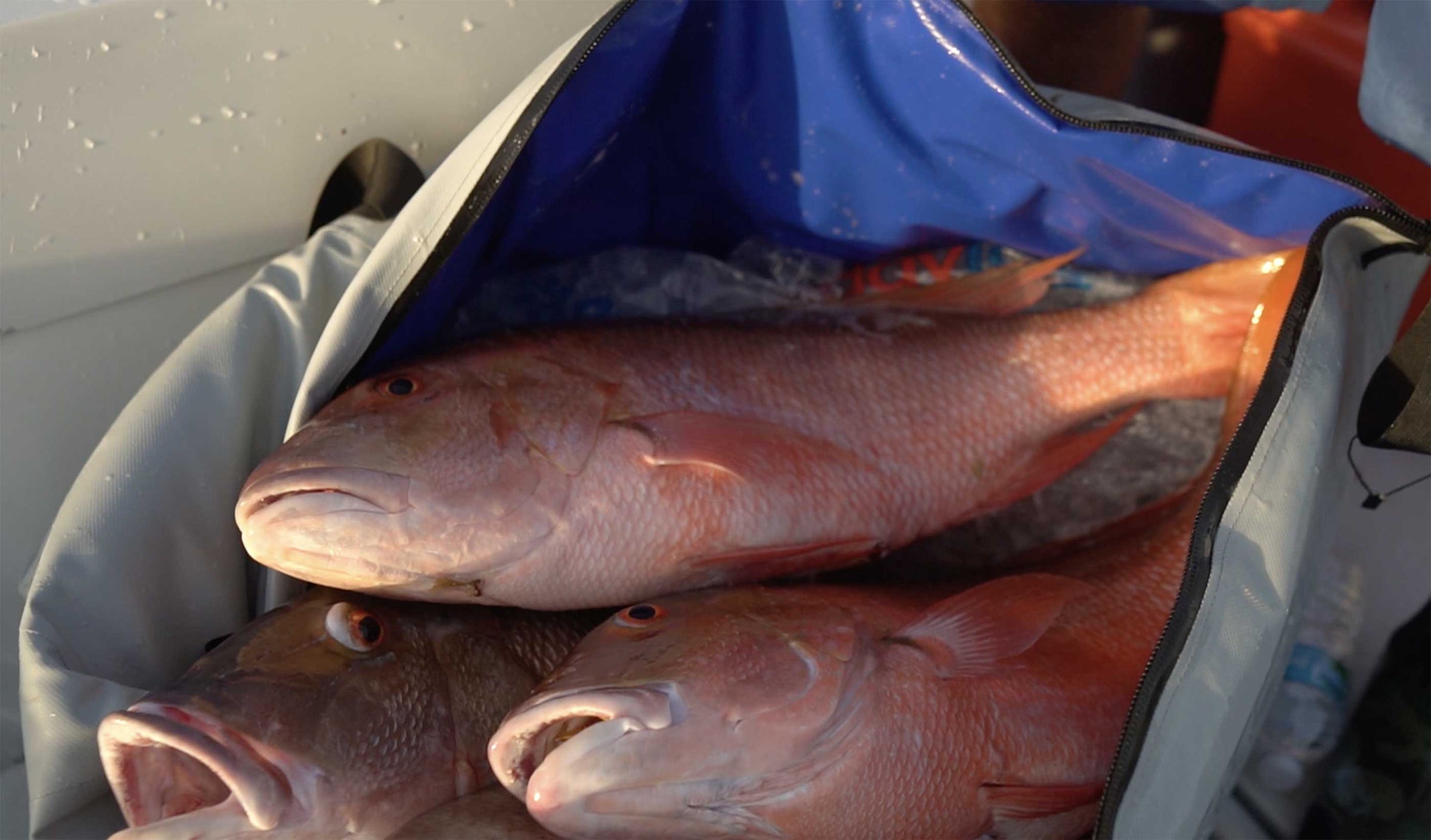 Best Insulated Kill Bag for Fish, Offshore & Inshore Fishing - JUJU ...