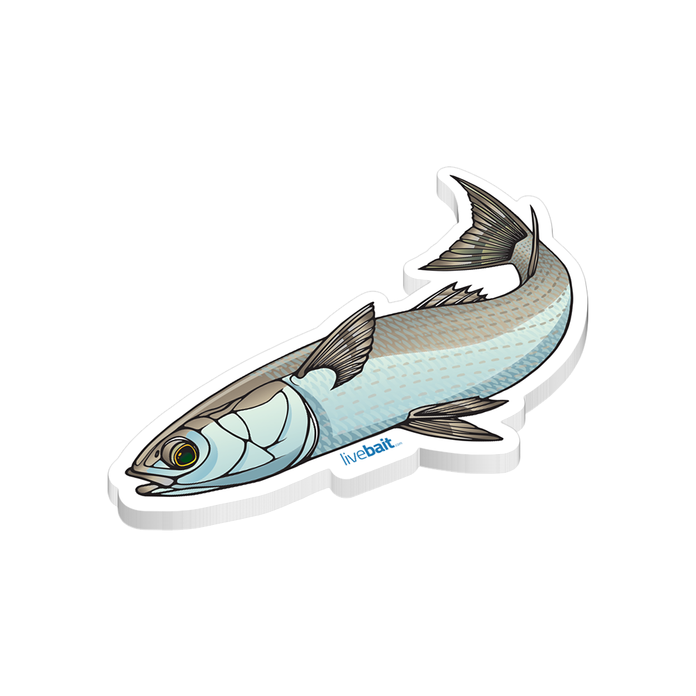 Mullet Fish Sticker – LiveBait.com